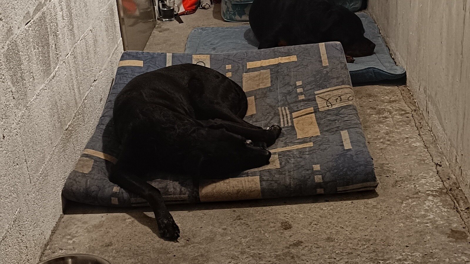 Pétition · Un toit pour Raymond et ses deux compagnons chipie et flash ...