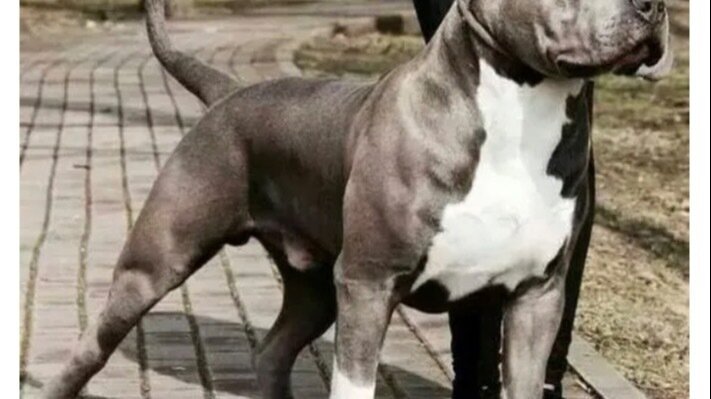 Petition · Stop Breed Bans, Train Responsible Owners - United Kingdom ...