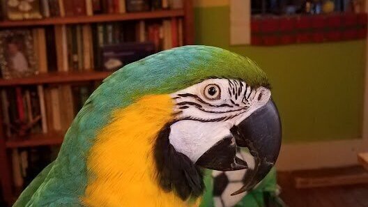 Petition · Protect Seymour's Bird Refuge and its Owner from ...