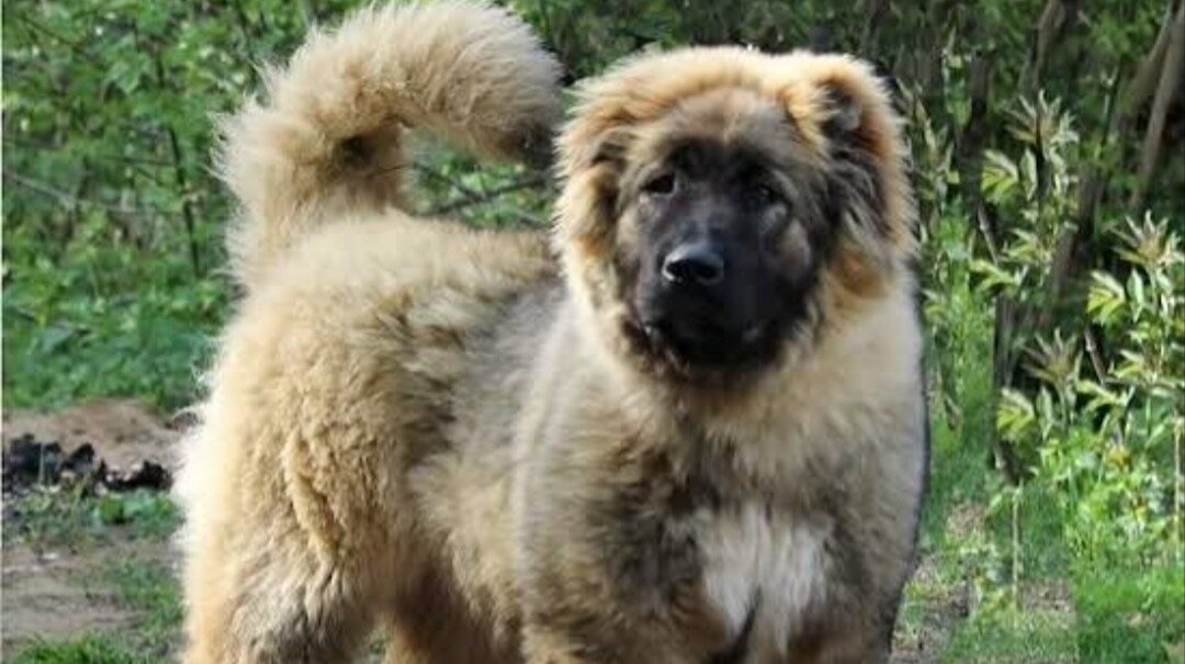 Petizione · Reintroduzione della conchectomia funzionale nei cani da ...
