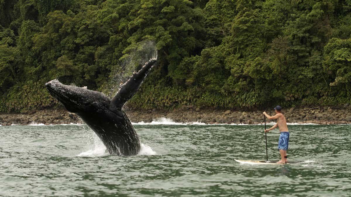 Petición · Vuelos de Bogota a Nuqui, Choco para permitir el acceso a ...