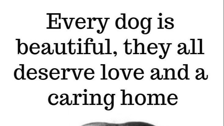 Petition · Stop over breeding of pets - United Kingdom · Change.org