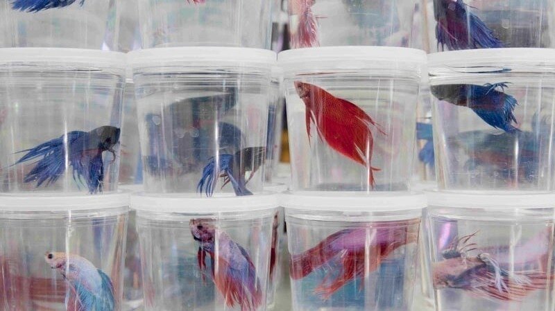 Petition · Mandate larger containers for Betta fish in San Francisco ...
