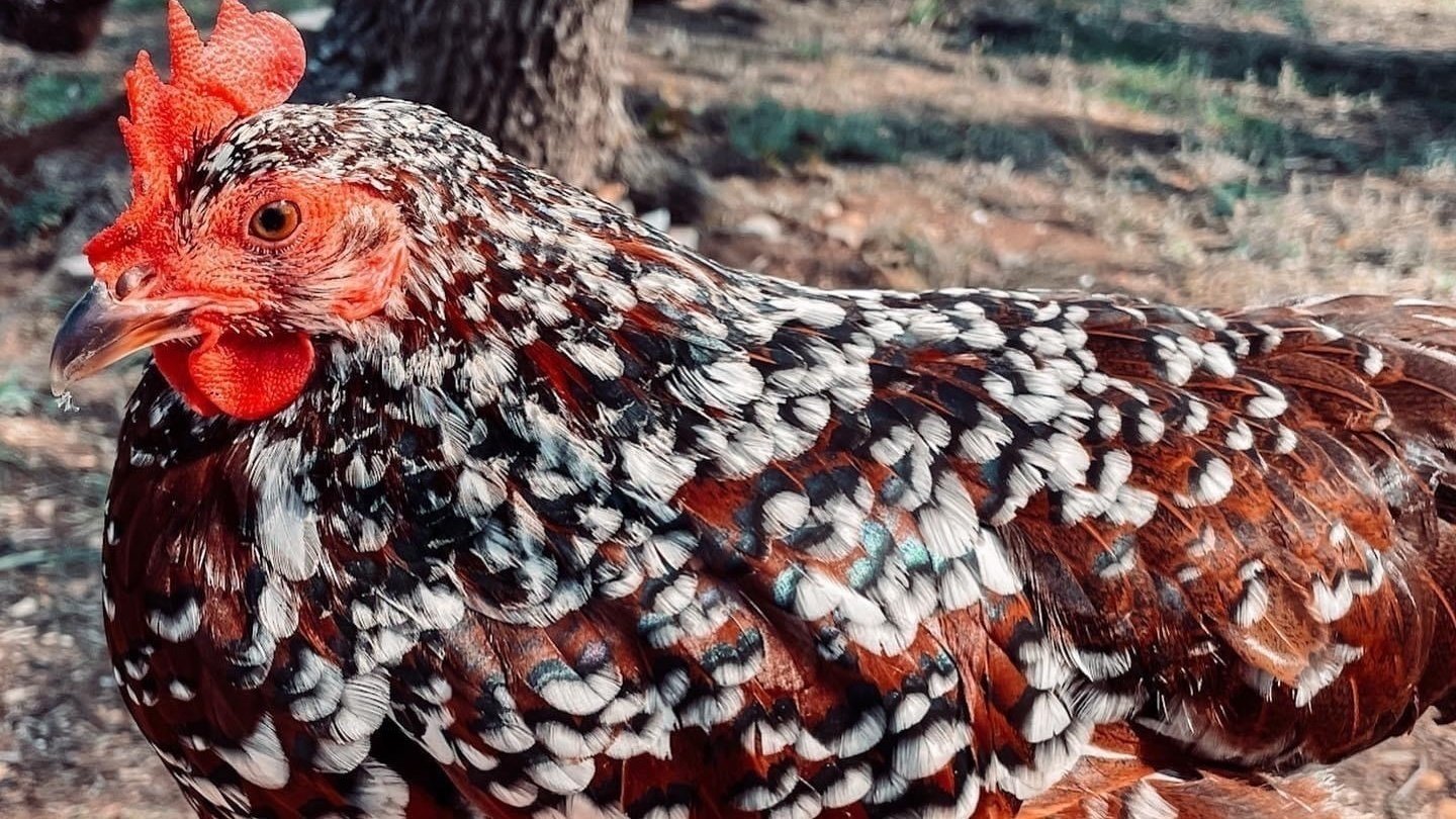 Petition · Dunkirk Indiana Chicken Petition - United States · Change.org