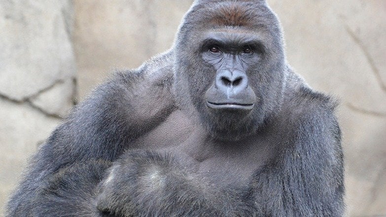 Petition · WDW To Erect Harambe Statue - United States · Change.org
