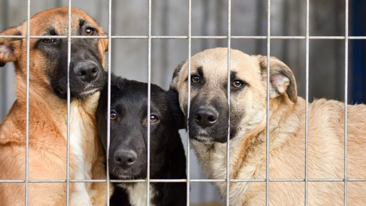 Petition · Mandate Animal Shelters to Cease Euthanasia for Space and ...