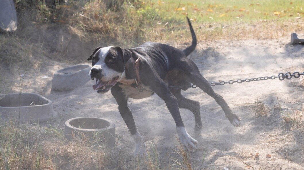 Petition update · [PETITION] SIGN NOW: Demand Justice For Abused Dogs ...