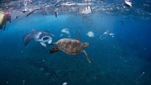 Petition · Clean up the Great Pacific Garbage Patch - United States ...