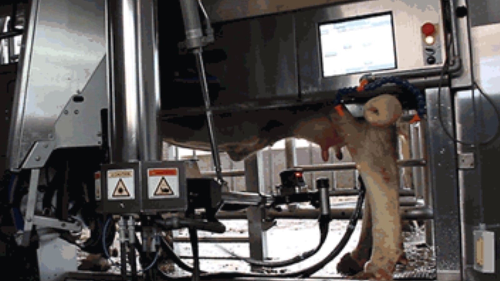 Petition · Cow Machine, Right? - United States · Change.org