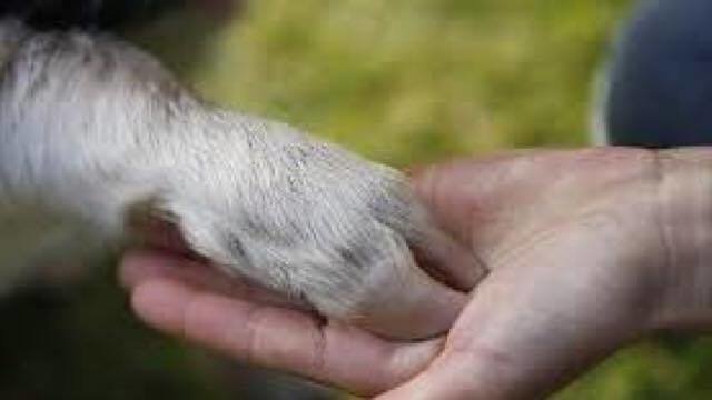 Petition · Sign to help mini pigs become recognized service animals ...