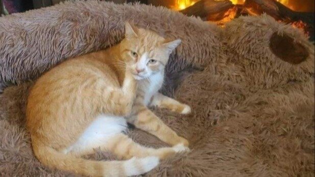 Petition · Demand Justice For Kane (A Loving Cat) - United States ...