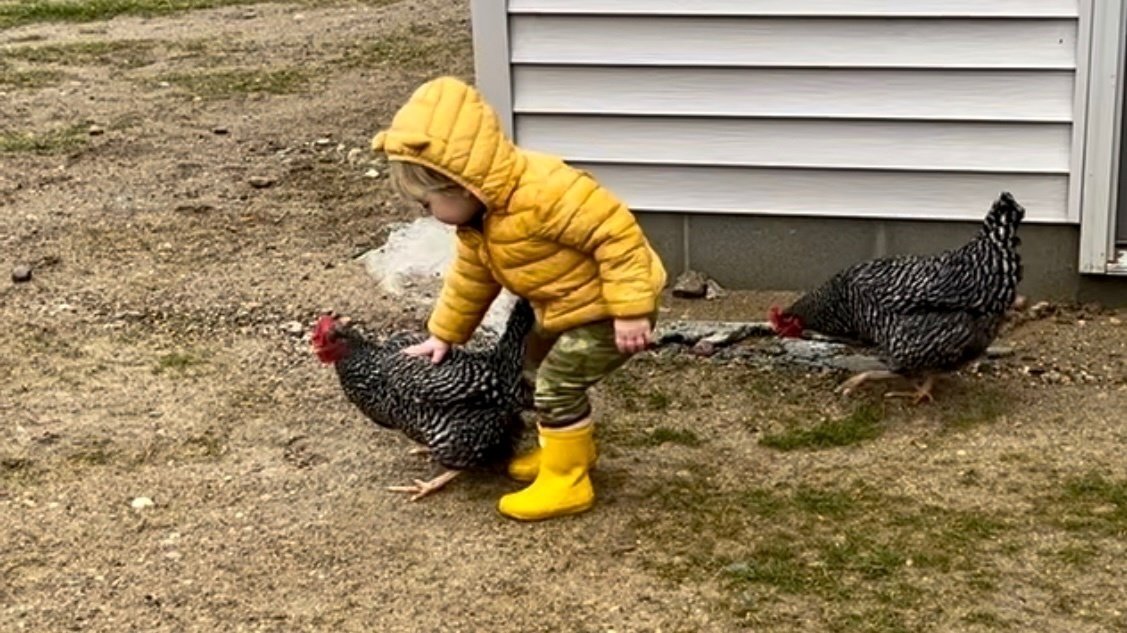 Petition · Save & Protect Backyard Chickens - United States · Change.org