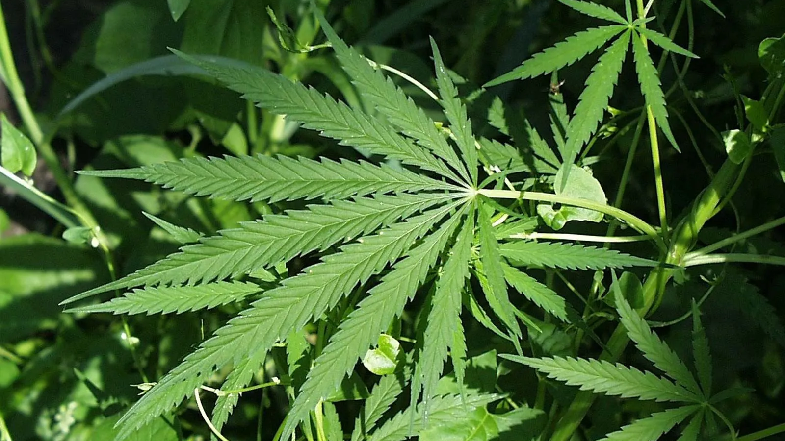 Petition · Stop the NC Hemp Ban Before it’s too late! Keep it Legal ...
