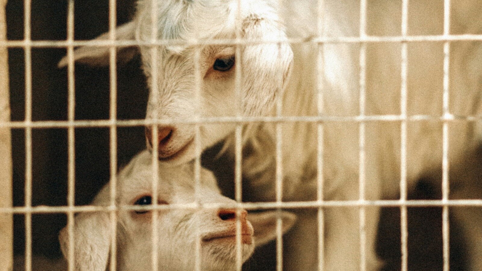 Petition · Protect Farm Animals from Cruelty at the Pennsylvania Farm ...