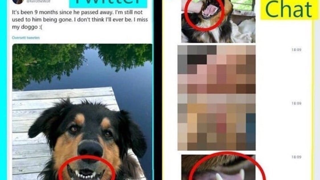 Petition · Make police investigate the Kero the wolf case - Finland ...