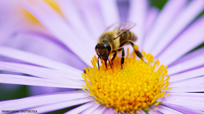 Petition · Save Bees from Highly Toxic Pesticides - United States ...