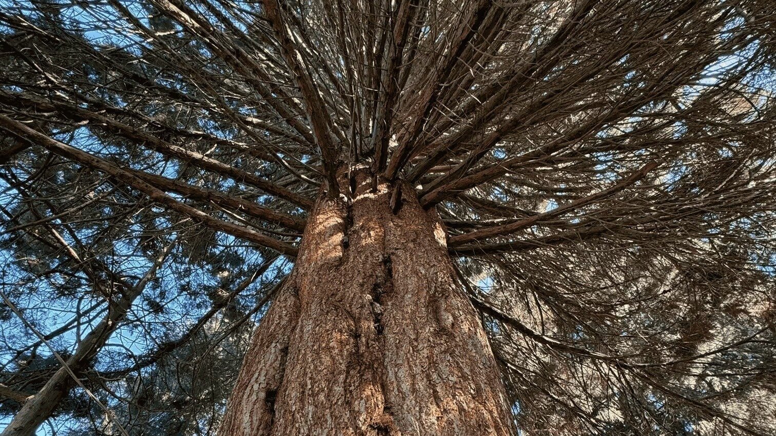 Petition · Prevent the Removal of the Green Lake Giant Sequoia Tree ...