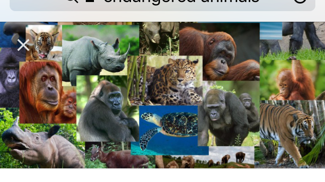 Petition · Stop Animal abuse in certain farms and zoos - United Kingdom ...