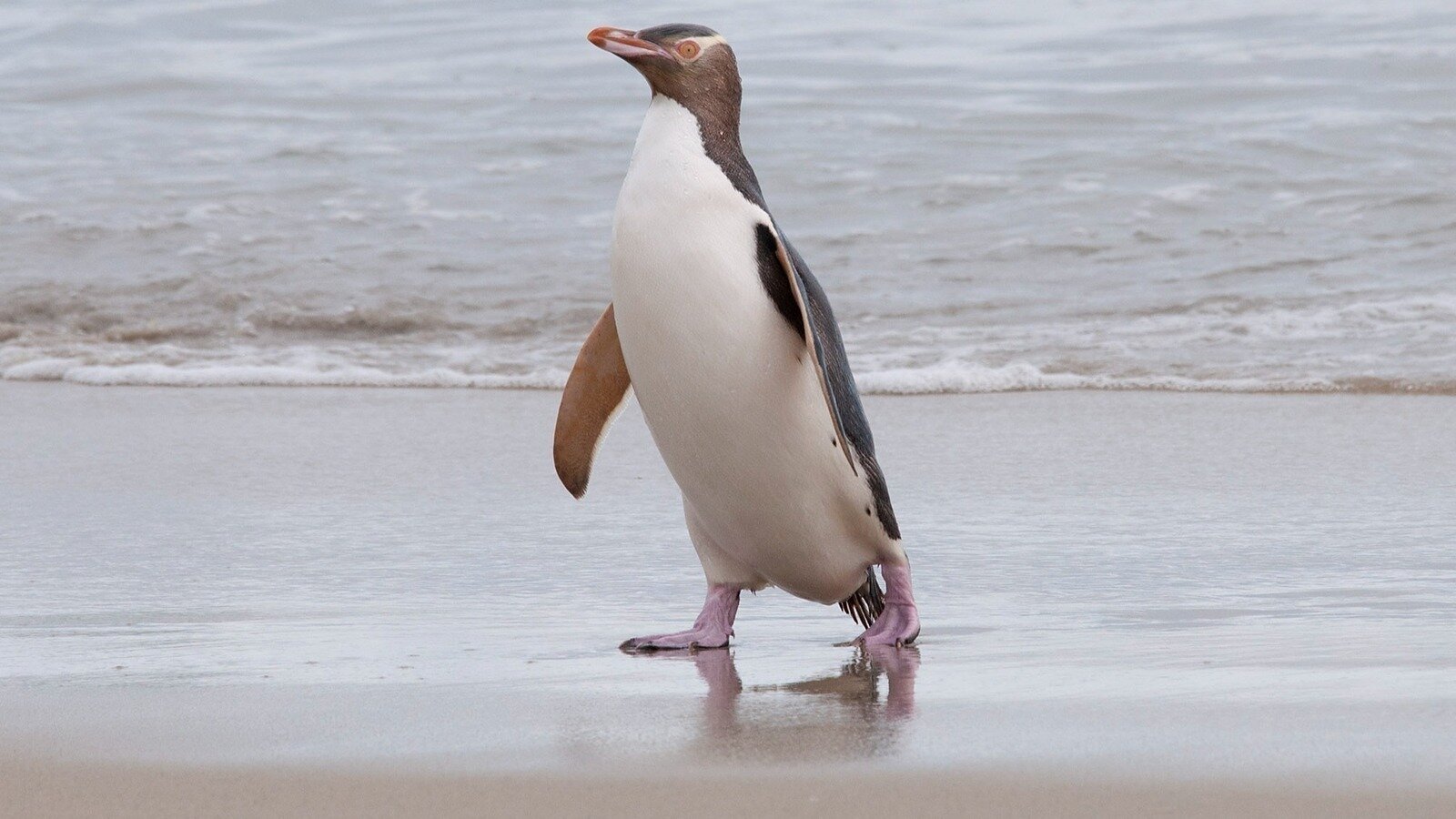 Petition · Protect the Hoiho Penguin! - New Zealand · Change.org