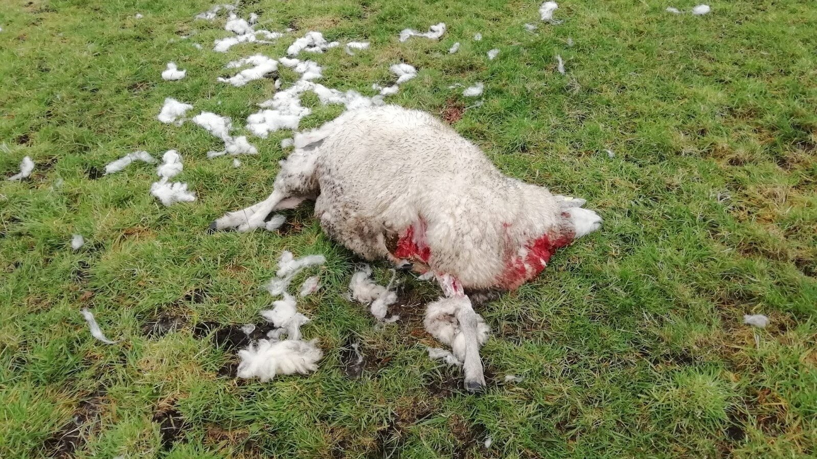 Petition · Geben Sie den Wolf in Ostfriesland zum Abschuss frei - Leer ...