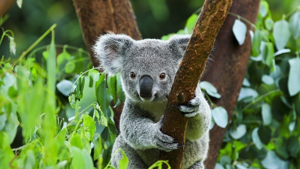Petition · The Endangered Animal Koala and the threats it Faces ...