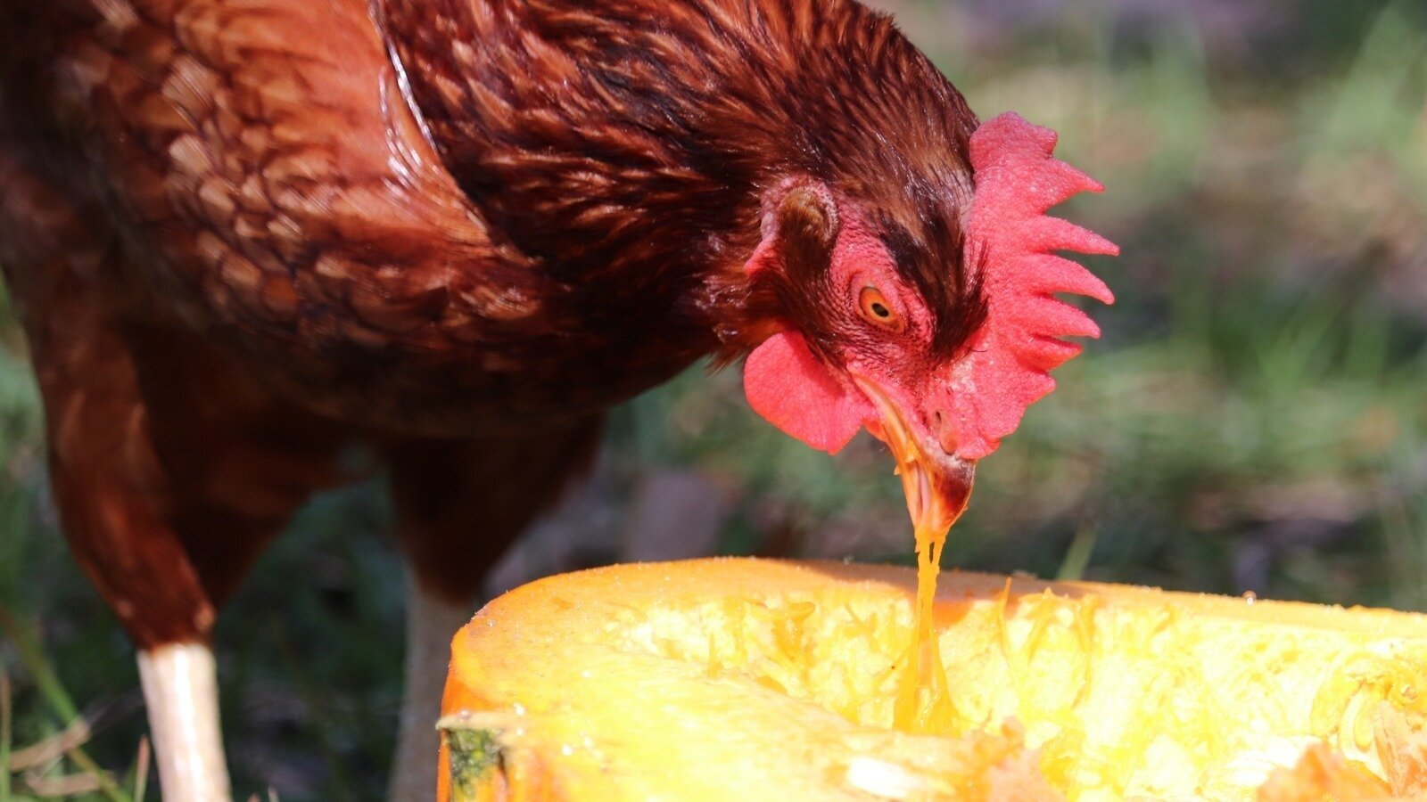 Petition update · Liberty County GA Chicken Code Update · Change.org