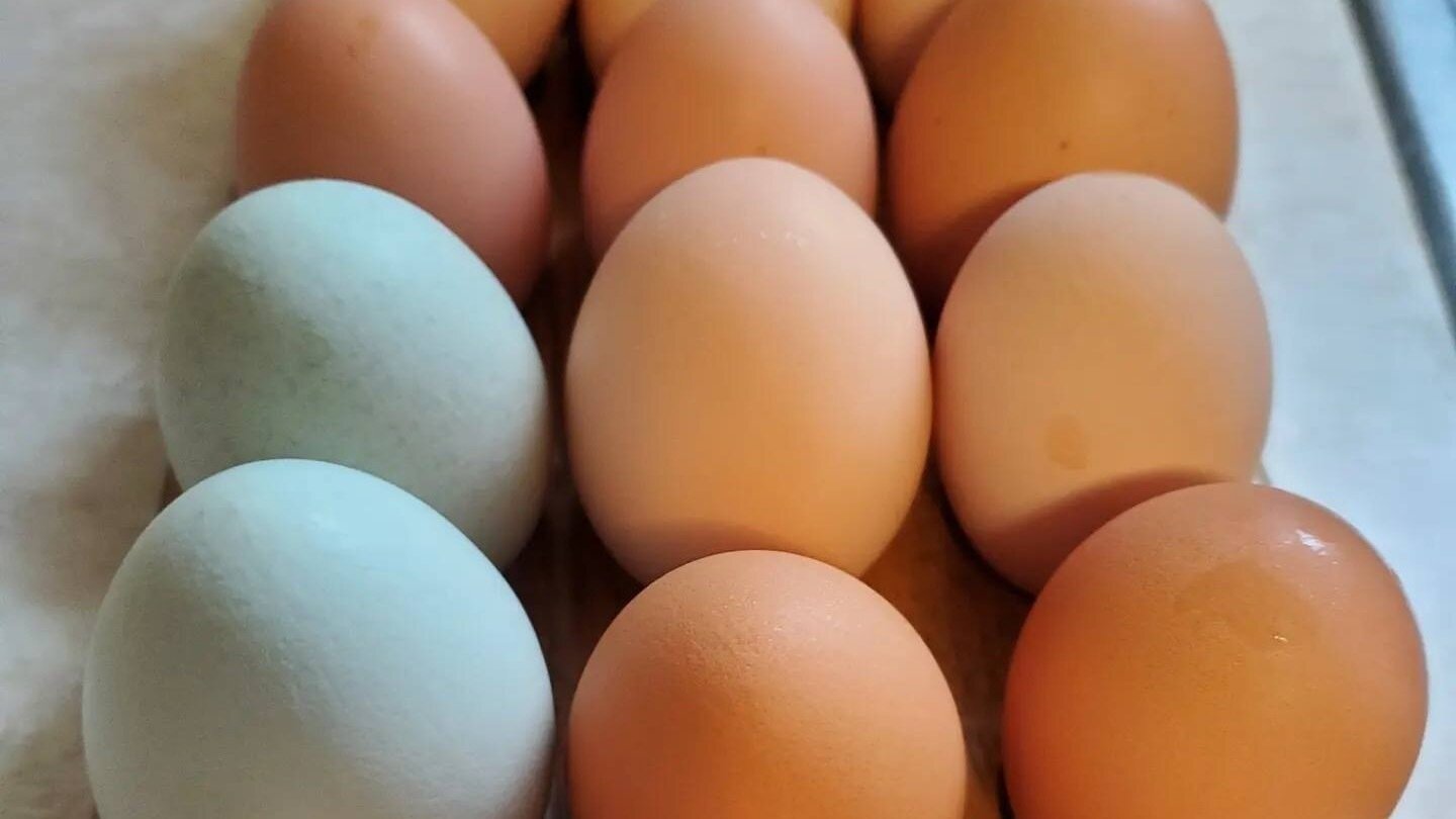 Petition · Support Backyard Chickens in Grattan Township: Enhance Food ...