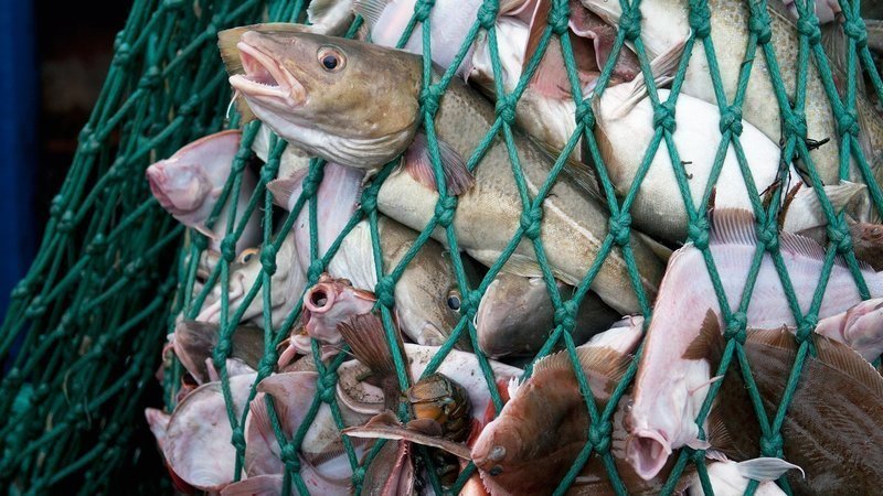 Petition · Make Sustainable Fisheries · Change.org
