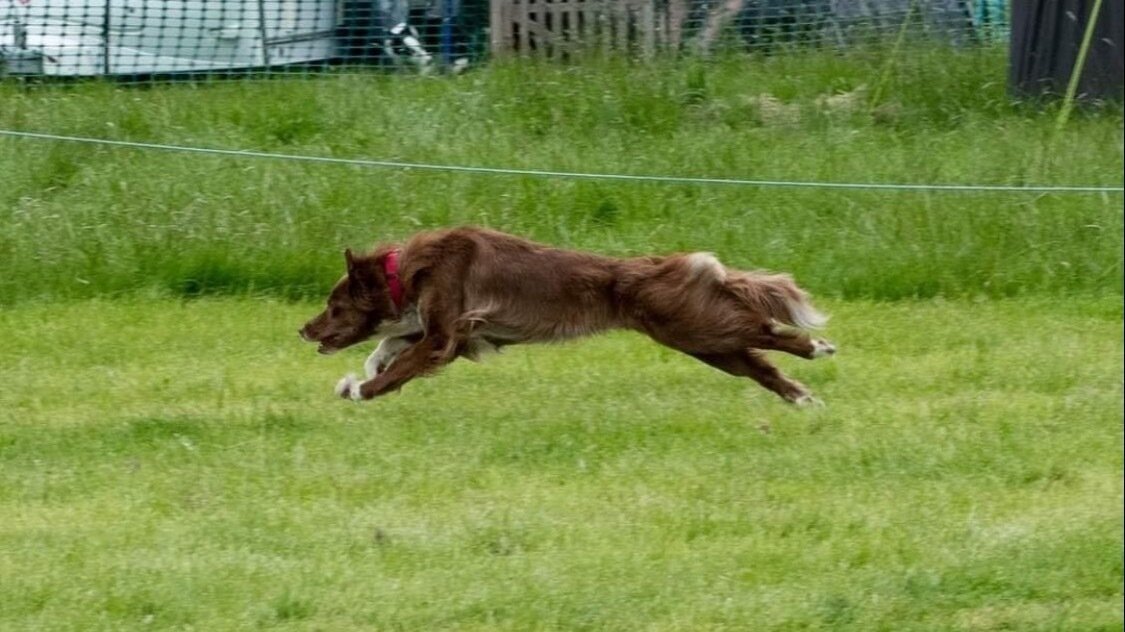 Petition · Stop irresponsible owners and make dog on dog attacks ...