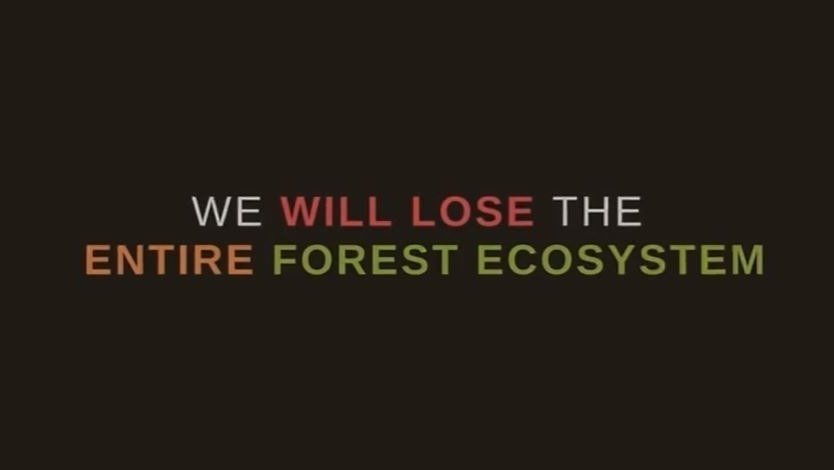Petition update · Amazing Things That Will Be Lost With No Forest https ...