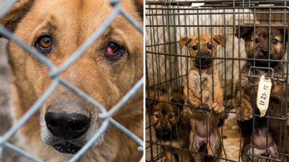 Petition · Animals Deserve Their Own Rights! - United States · Change.org