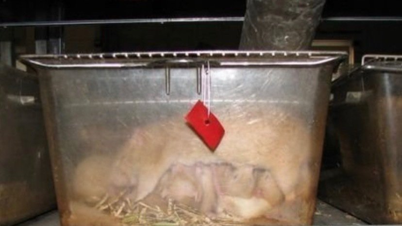 Petition · Stop animal abuse in pet shops - United Kingdom · Change.org