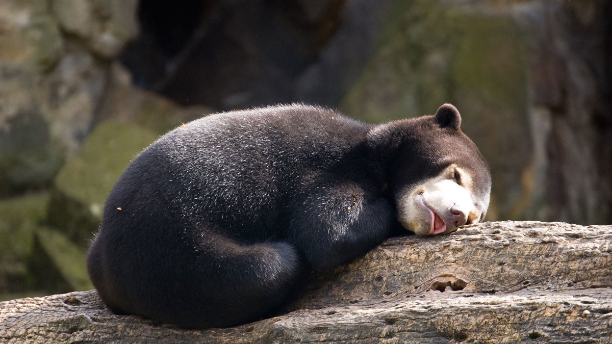 Petition · Helping the Sun Bears Be Reintroduced into the Wild - United ...