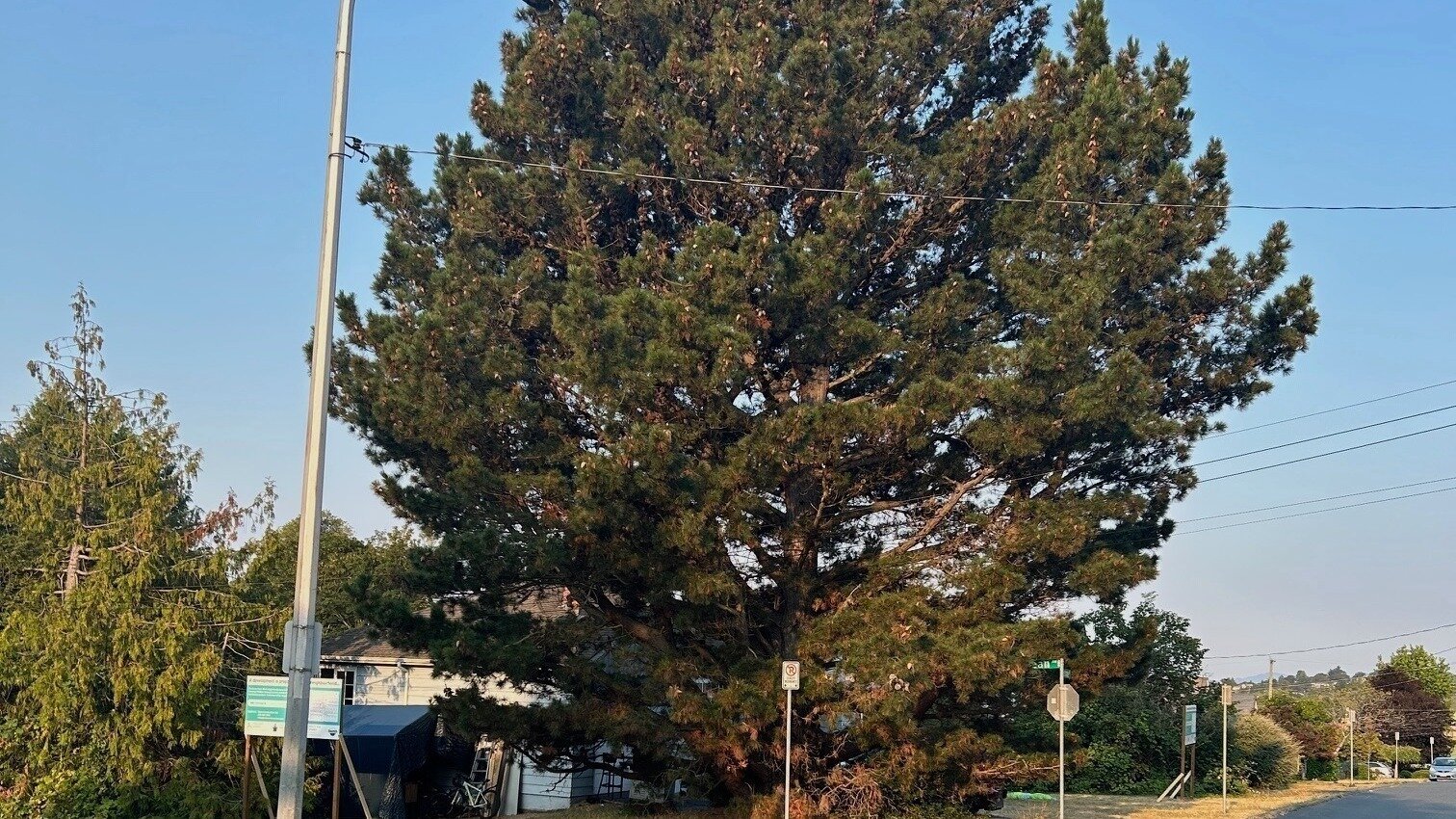 Petition · SAVE "Big Pondy," 70 year old tree that Seba Const. proposes ...