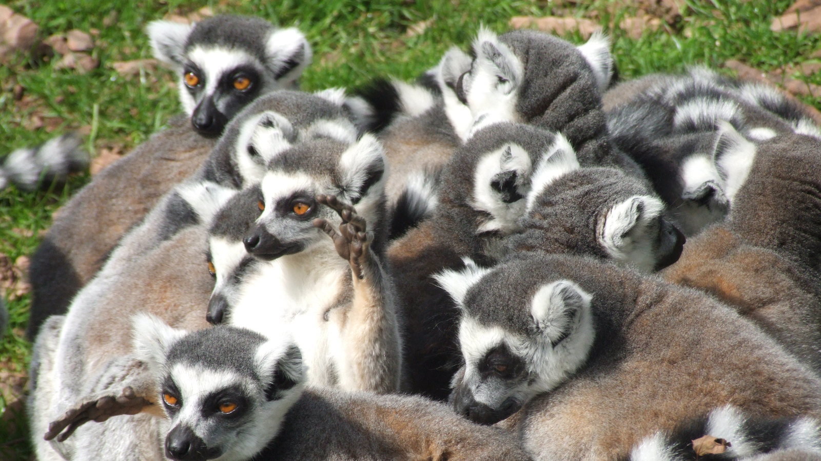 Petition · Stop Closure of the South Lakes Safari Zoo - United States ...