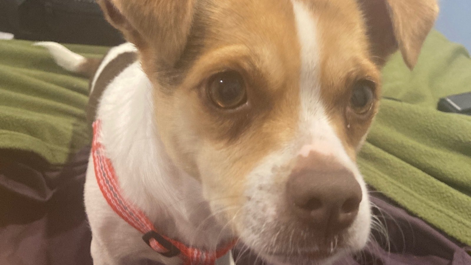 Petition · Family getting rid of dog when the person can adopt - United ...