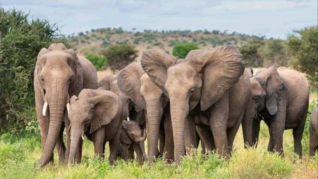 Petition · Save the Elephants in the Babile Elephant Sanctuary ...