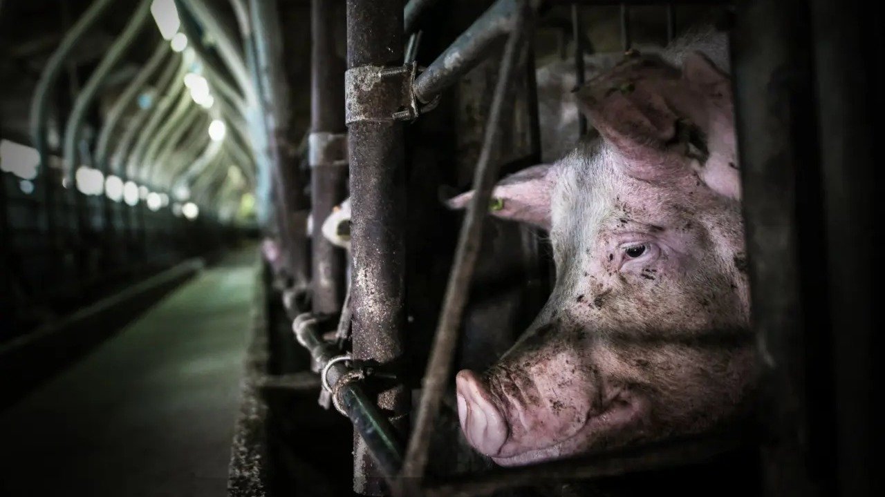 Petition · Mandatory Lessons on Animal Slaughter in Schools in the ...