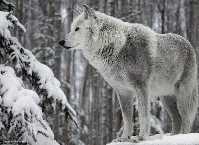 Petition · BC Ministry of Forests, Lands and Natural Resources: Stop ...