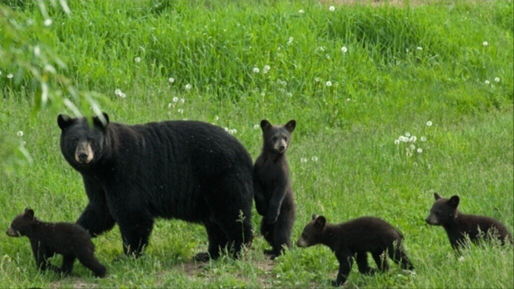Petition · Save the bears. Ban the hunting of them!!! - United States ...