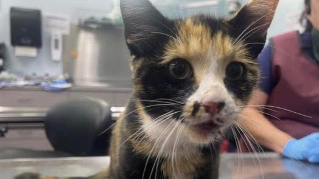 Petition · Bring Confetti Home A Legally Adopted, Injured Cat Deserves ...