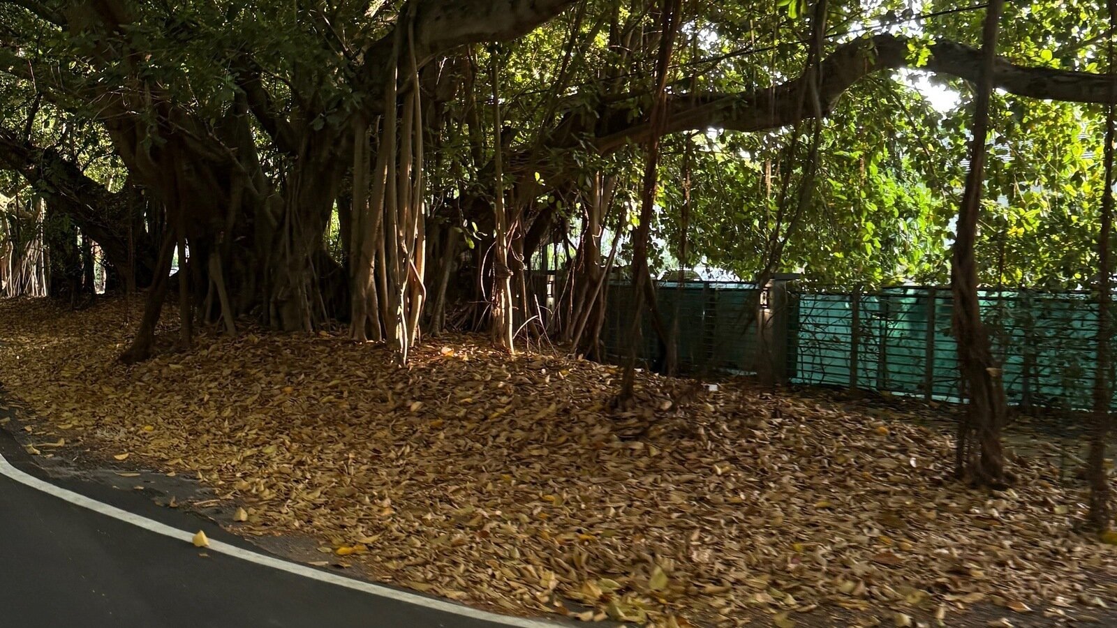 Petition · Petition to Clean and Maintain Old Cutler Road - Coral ...