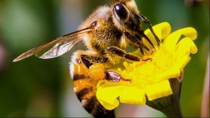 Petition · Help raise the bee population of Moray - United Kingdom ...