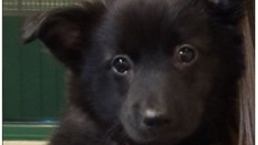 Petition · Justice for Moose- a 3 month old border collie puppy who was ...