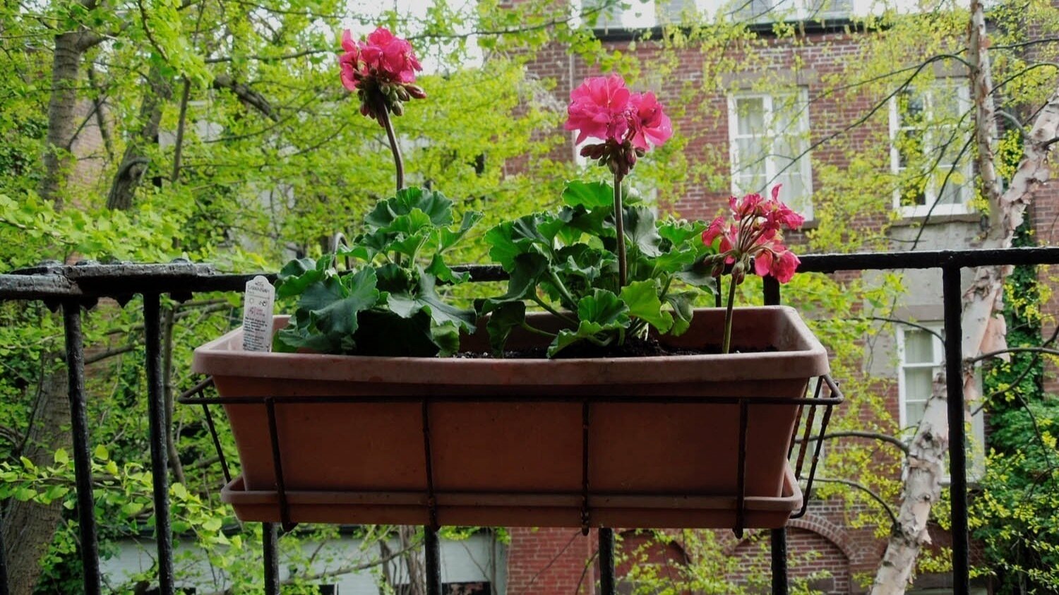 Petition · Modify NYC Building Codes to Permit Small Planters on Fire ...