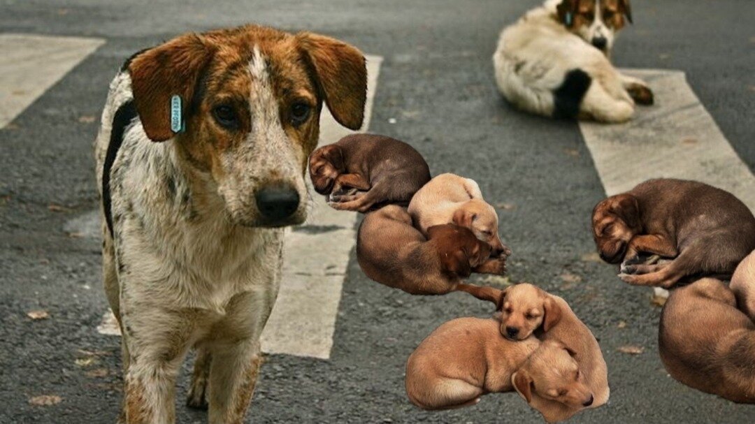 Petition · Providing Shelter for Stray Dogs: A Call to Action for ...