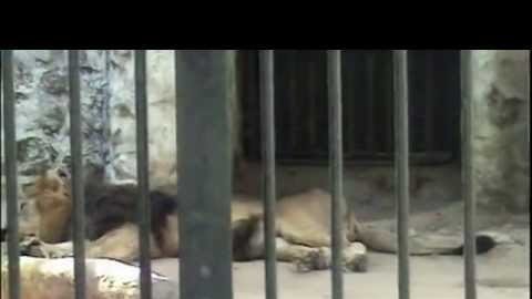 Petition · Justice for the murder of our endangered wildlife at zoos ...