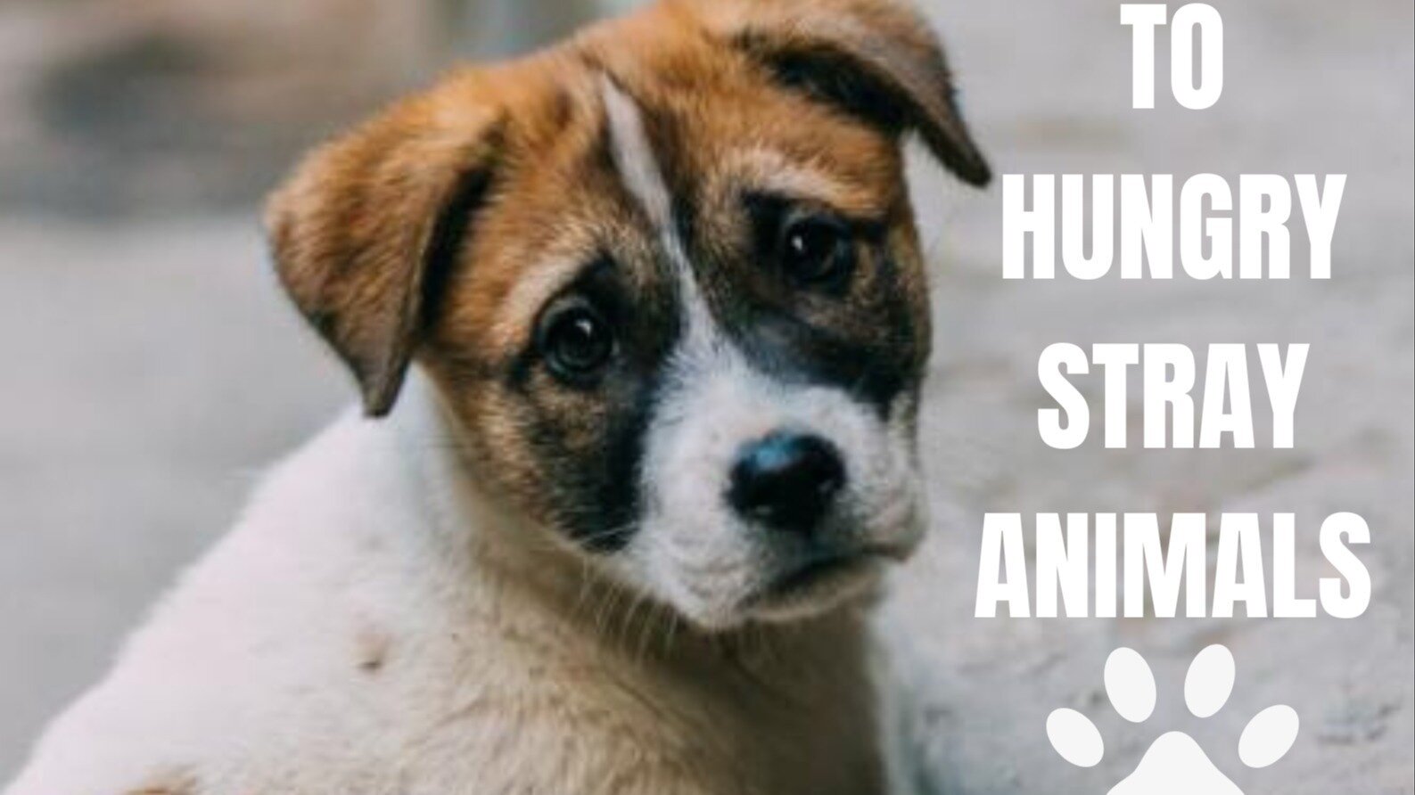 Petition · PROVIDE FOOD TO HUNGRY ANIMALS - Philippines · Change.org