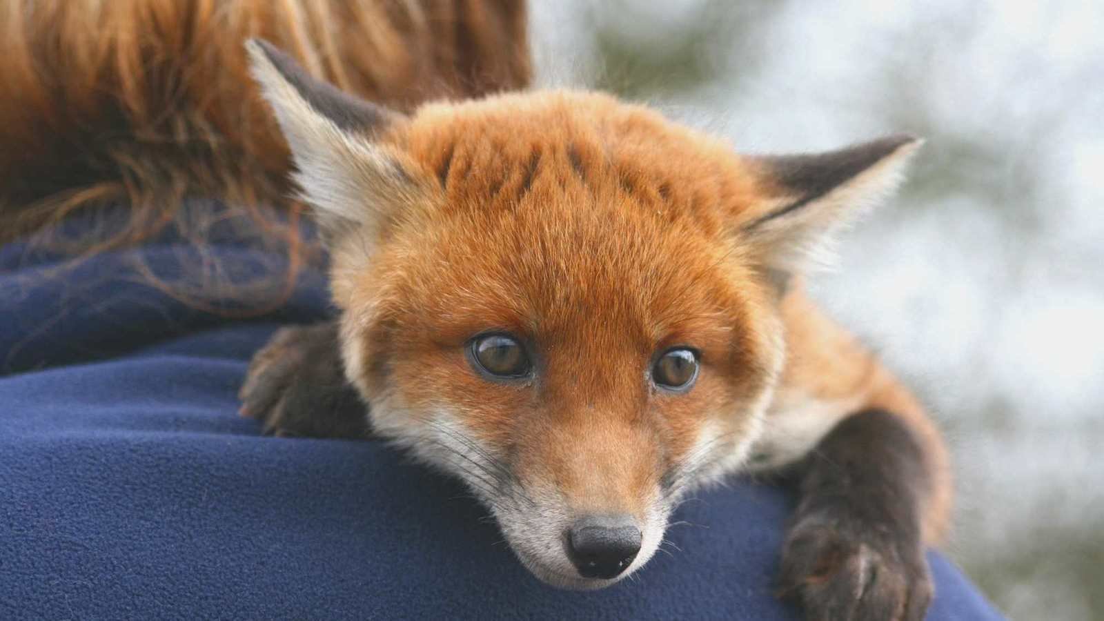 Petition · Provide Medical Treatment for Quad Fox - United States ...