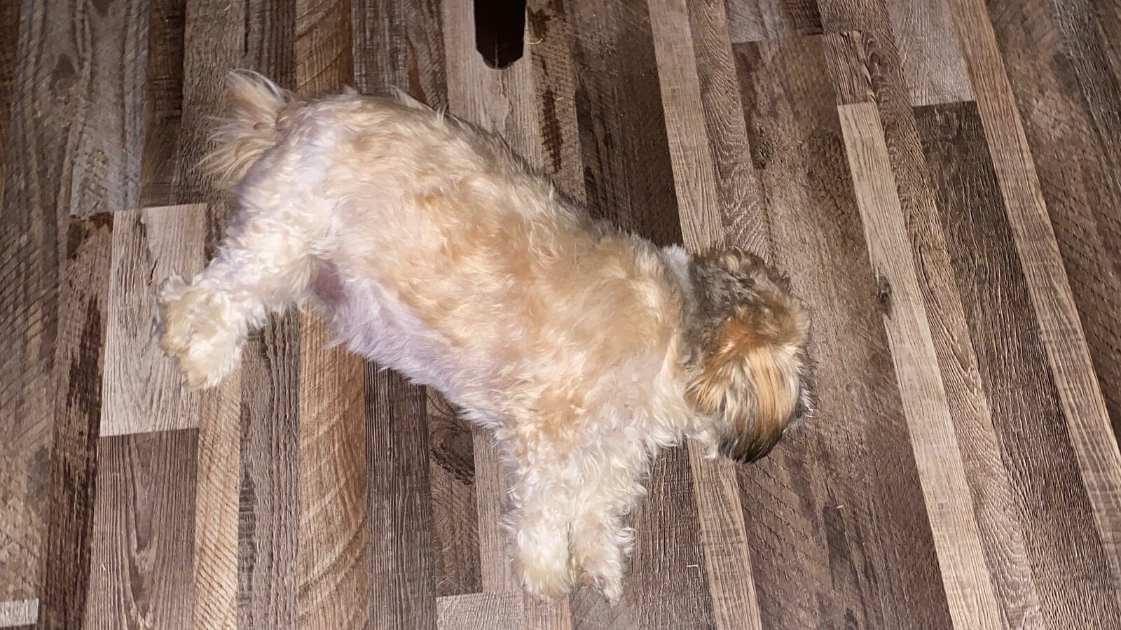 Petition · Save Delilah - Senatobia, United States · Change.org